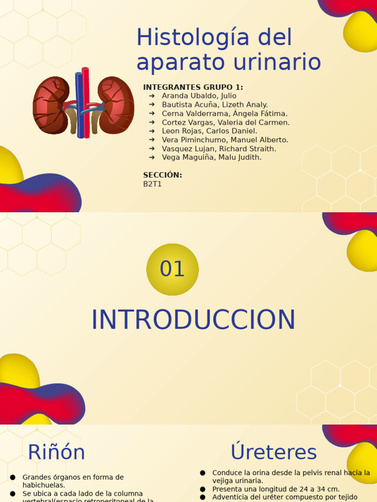 Histología Del Sistema Urinario | PDF