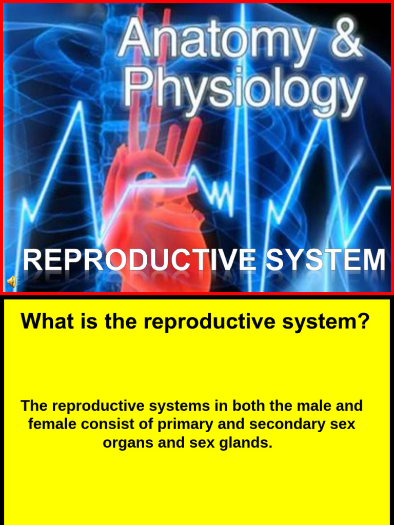 Anatomy Reproductive System | PDF