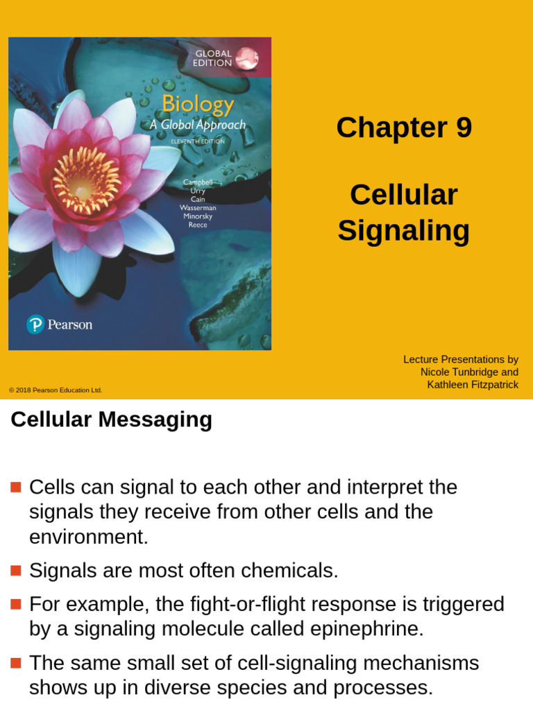 Ch09 Accessible Lecture Presentation | PDF