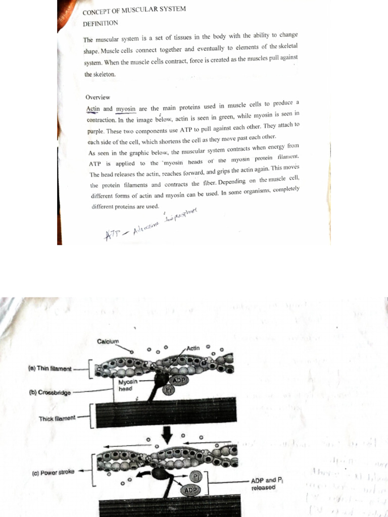 HKE 108 (Introduction To Movement Analysis) | PDF