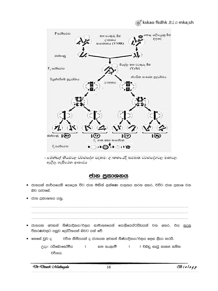 Molecular Tute 01 | PDF