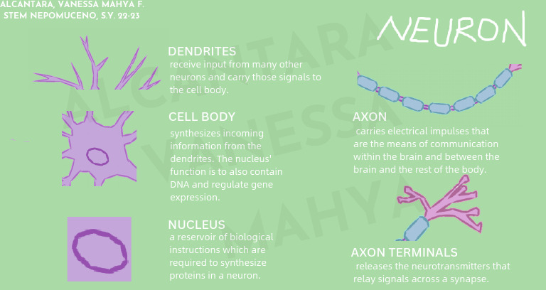 Parts of The Neuron | PDF