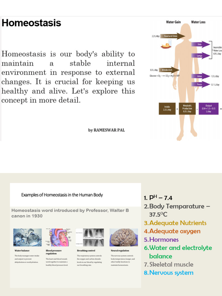 Homeostasis | PDF | Homeostasis | Human Body