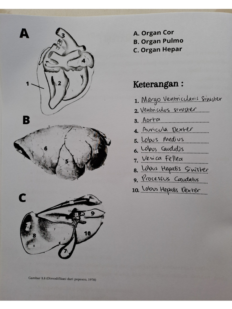 Erwin 23800097 Organologi | PDF