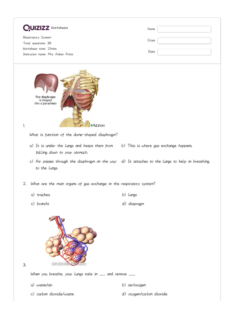 Respiratory System 2 - Quizizz | PDF
