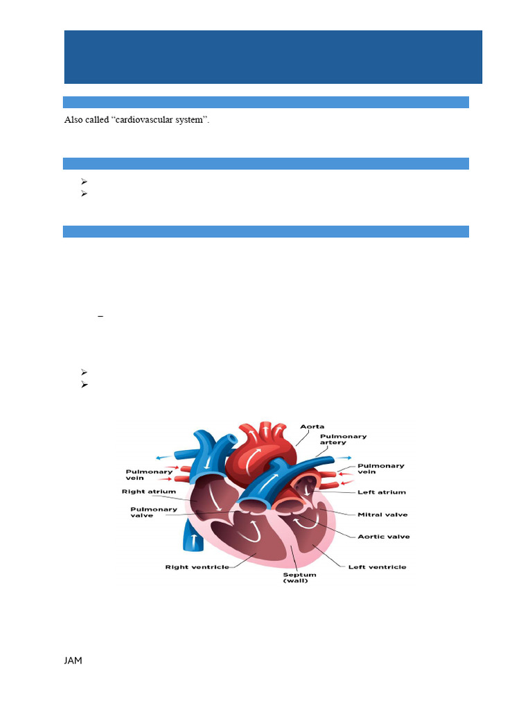 Circulatory System | PDF