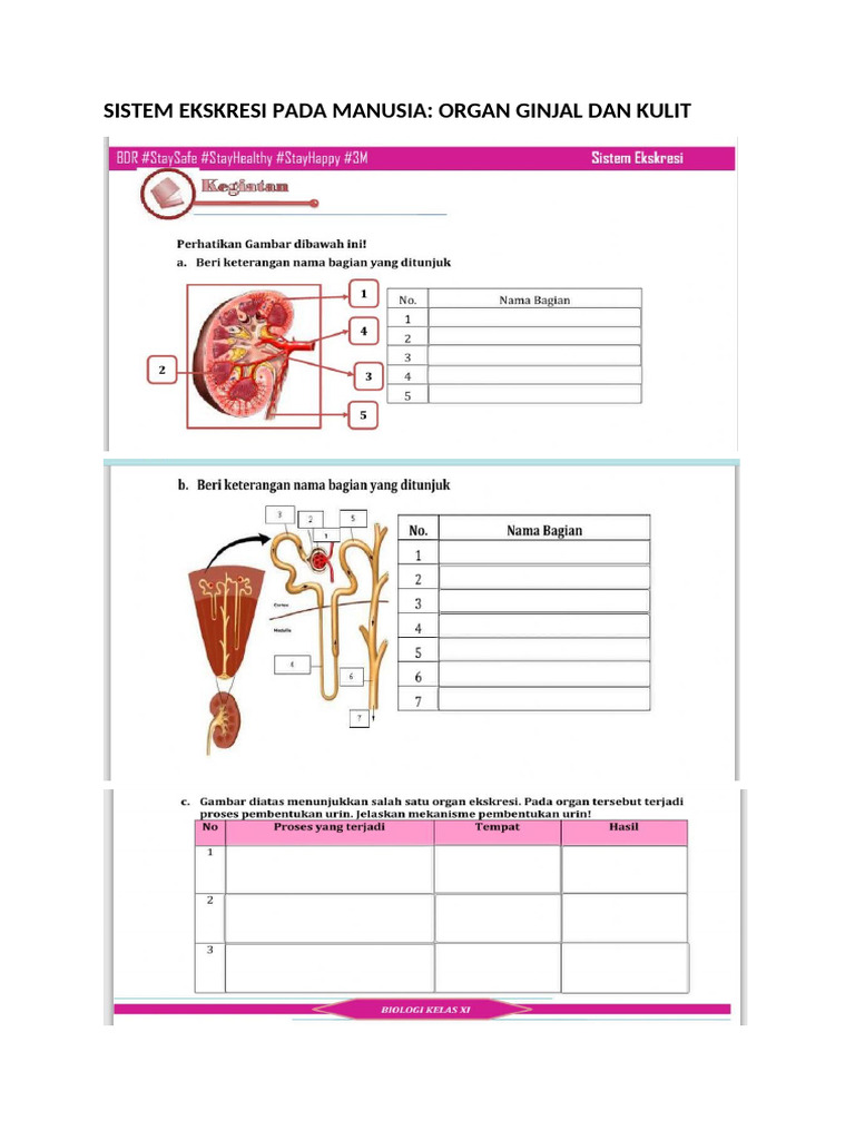 LKS Sistem Ekskresi Ginjal & Kulit | PDF