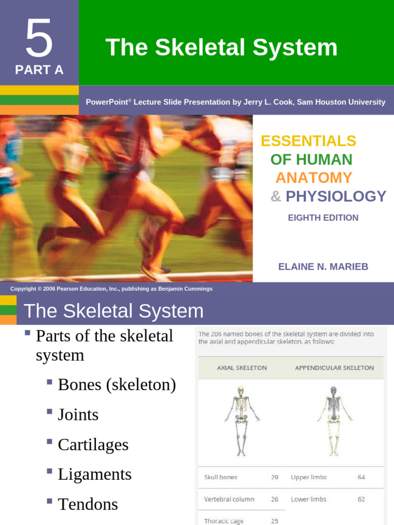 05 Skeletal | PDF