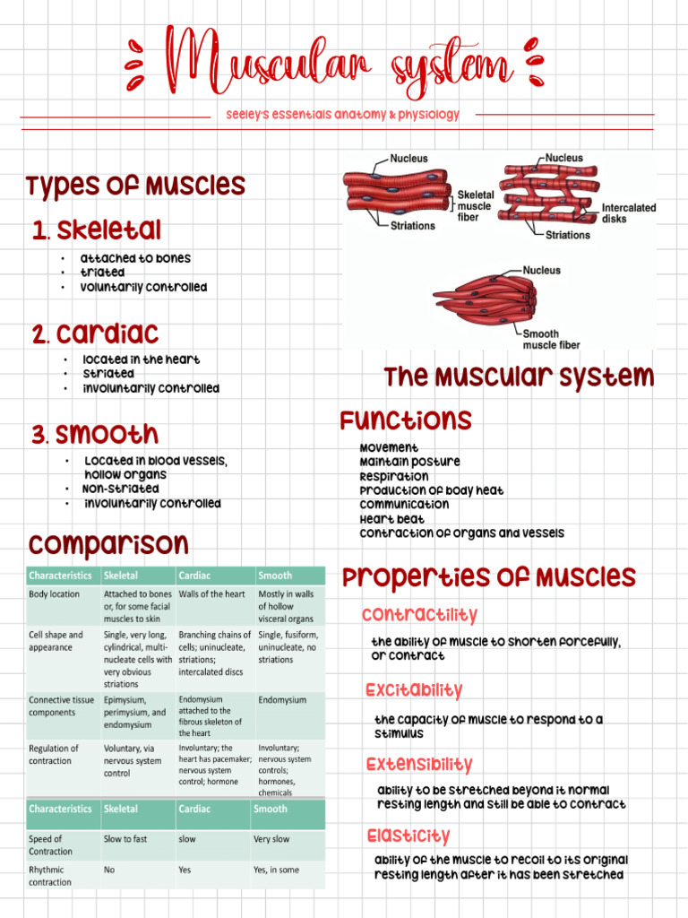 Muscular System | PDF | Chemical Synapse | Human Leg