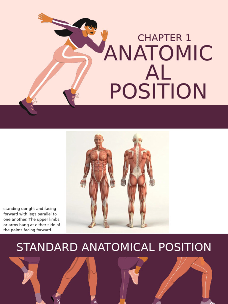 Anatomical Positions | PDF