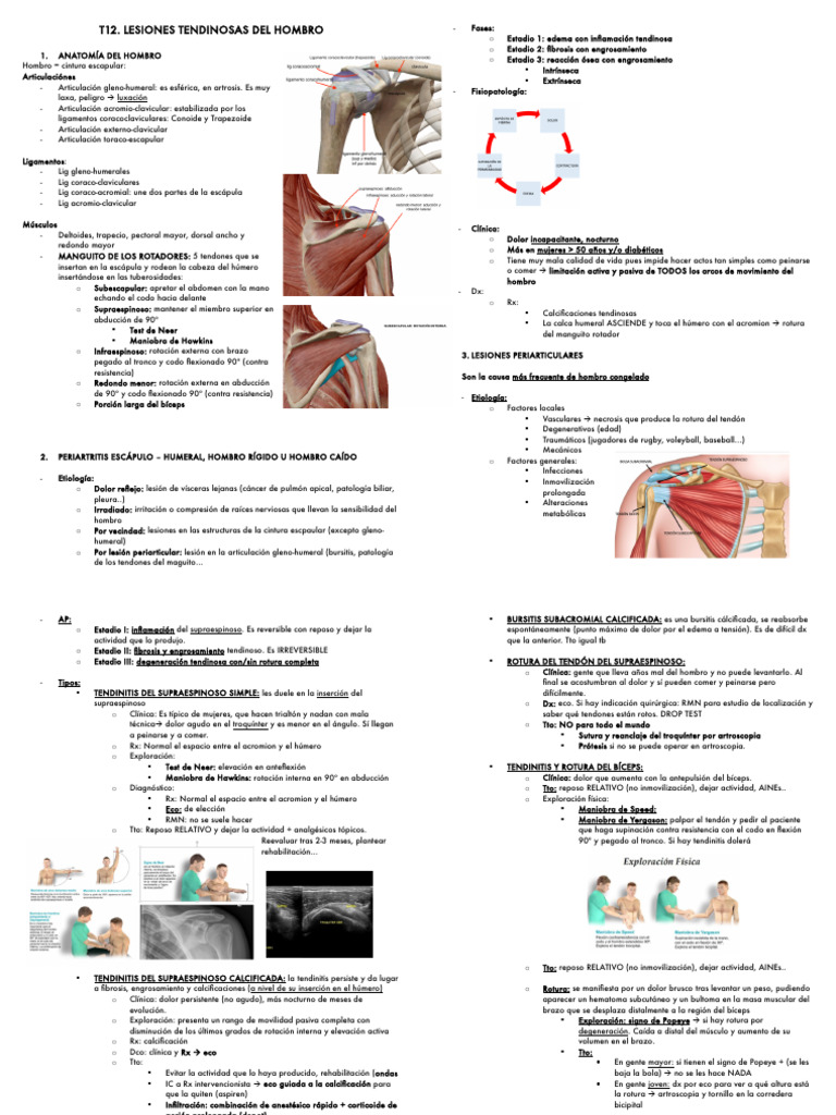 T12 Trauma | PDF | Hombro | Extremidades (anatomía)