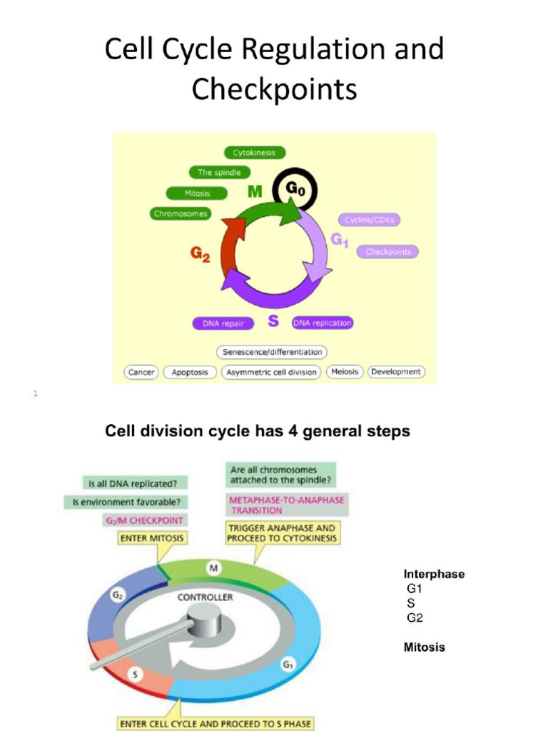 Cell Regulation and Checkpoints | PDF