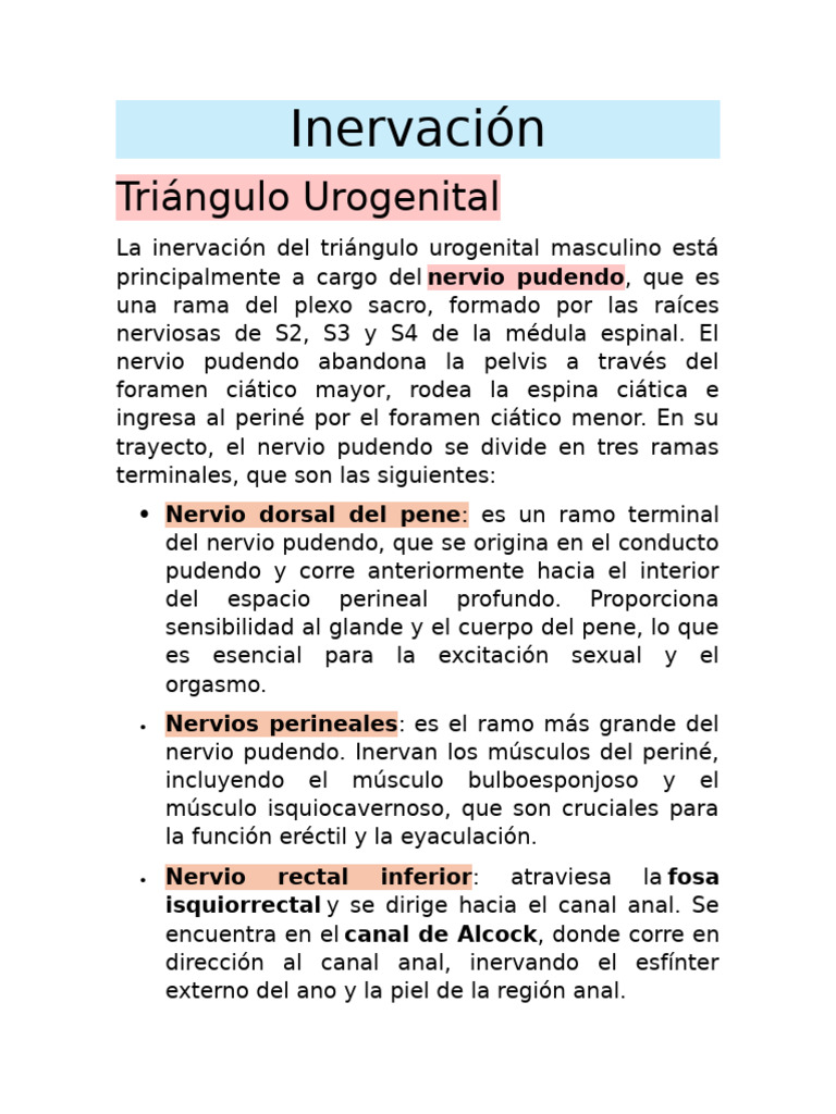 Inervación y drenaje linfático masculino | PDF | Próstata | Anatomía humana