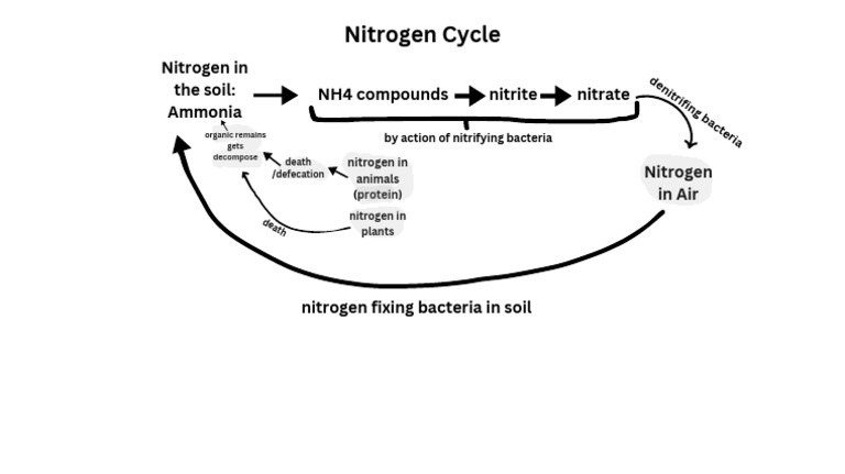 Nitrogen Cycle | PDF