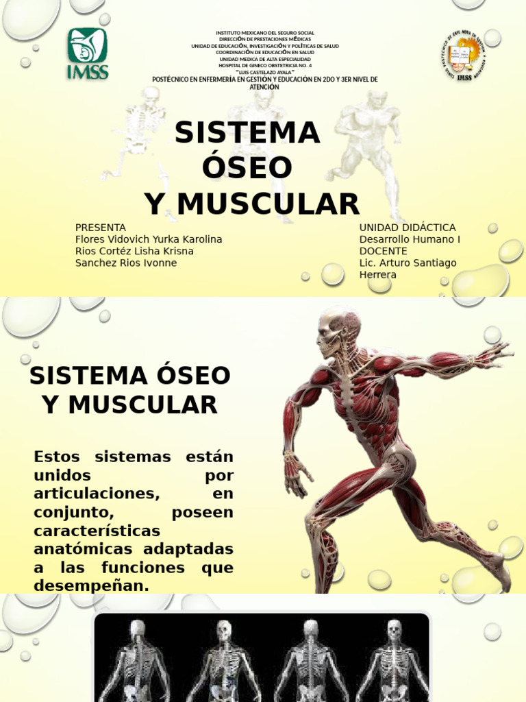 Sistema Óseo y Muscular | PDF