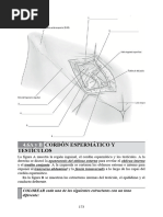 Capas del escroto y su anatomía | PDF