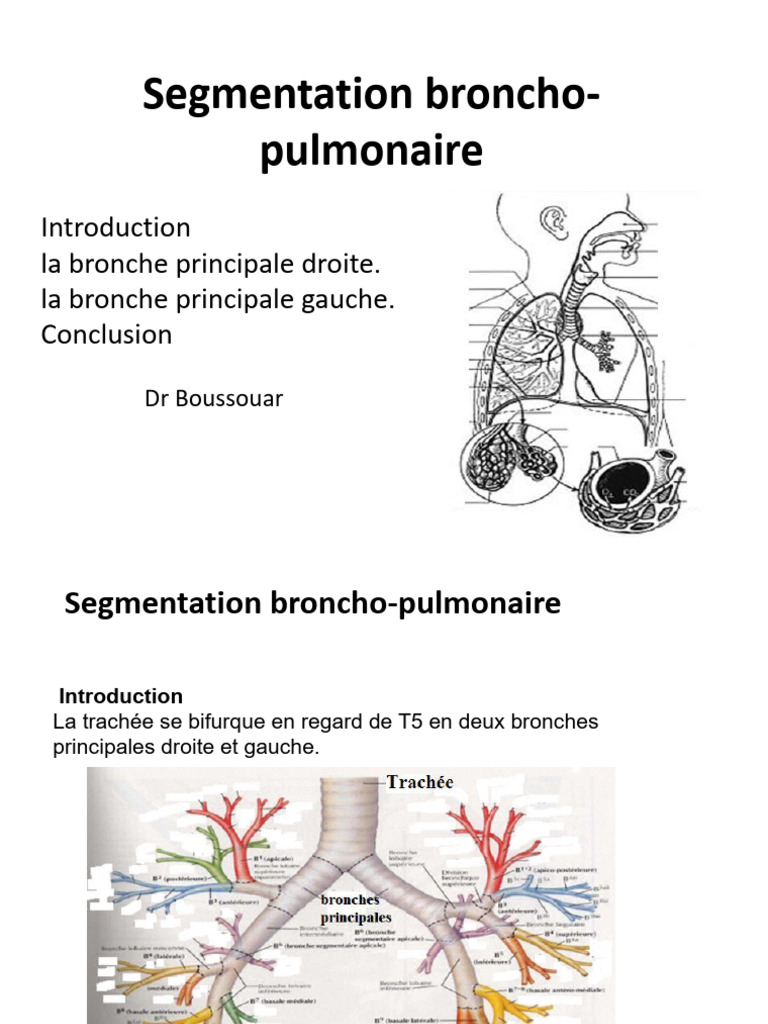 Segmentation Broncho-Pulmonaire | PDF