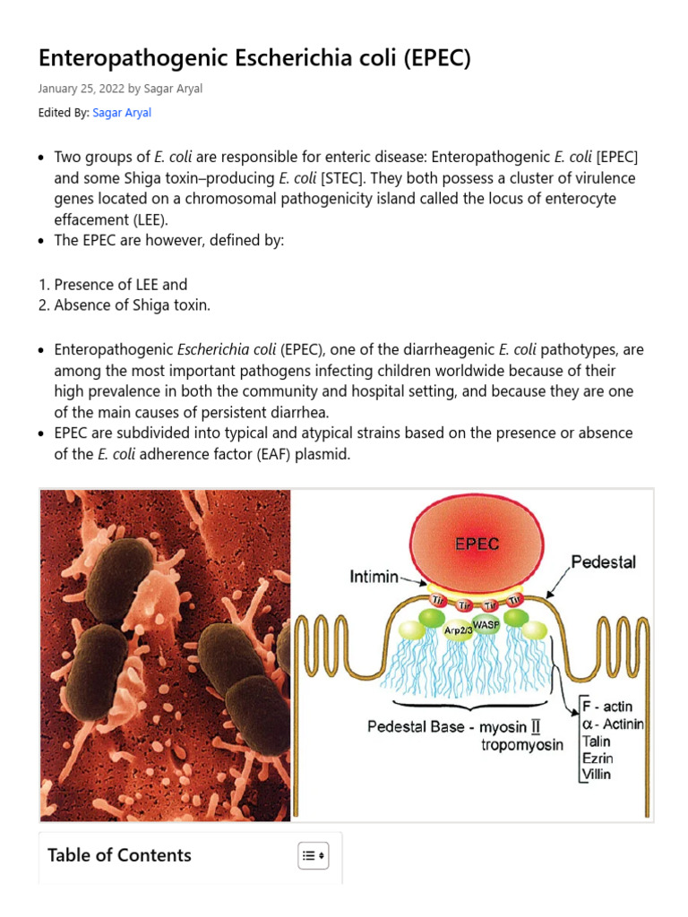Enteropathogenic Escherichia Coli (EPEC) | PDF
