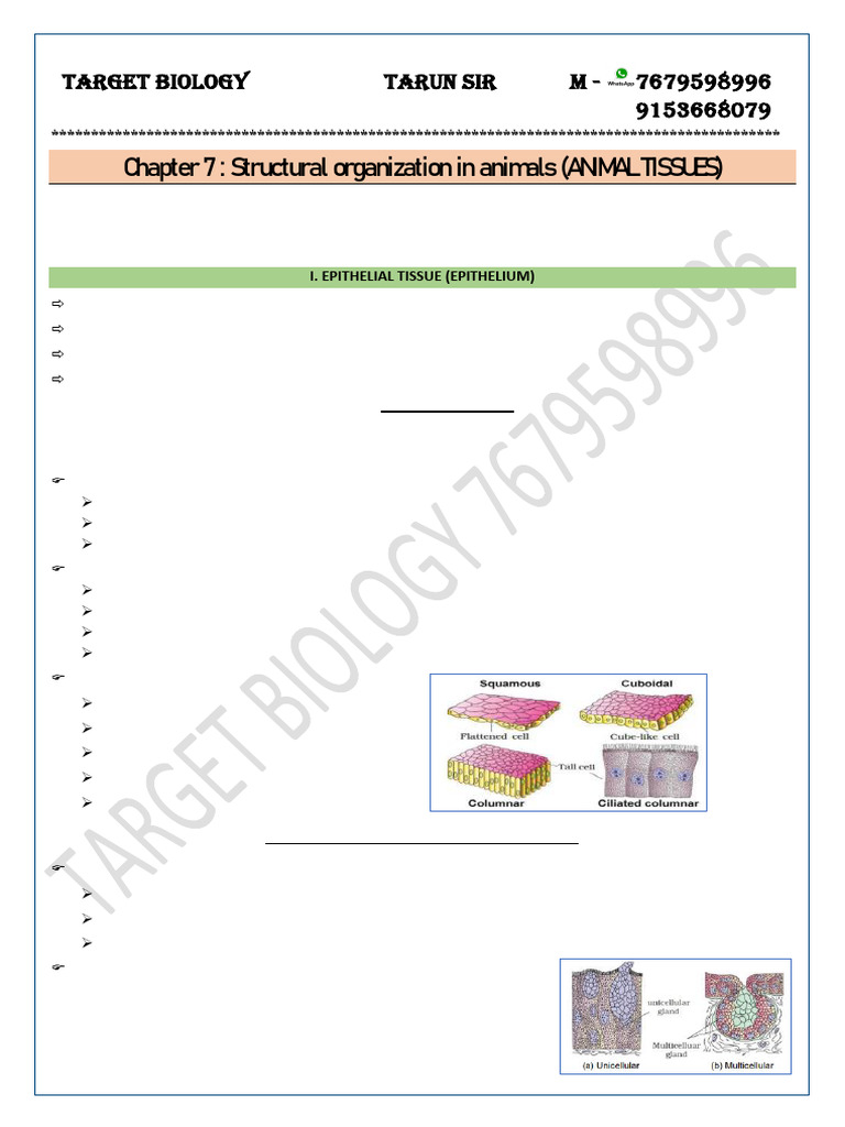 Structural organization in animals NEET | PDF