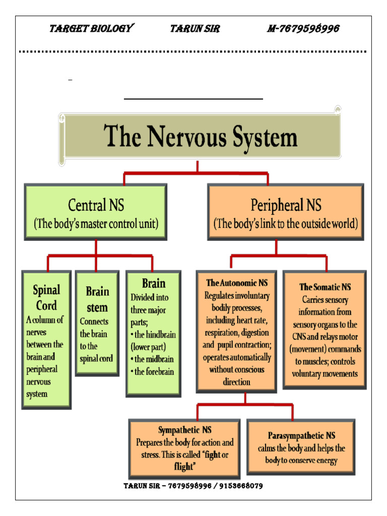 Classification of Nervous System | PDF
