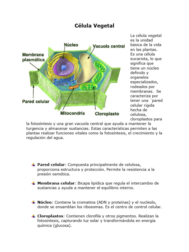 Célula Vegetal | PDF