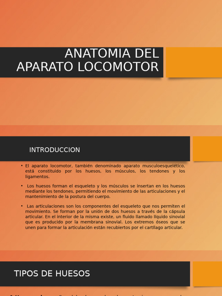 Anatomia Aparato Locomotor Pdf