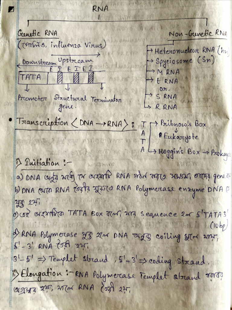 Translation and Mutation Prajjal | PDF