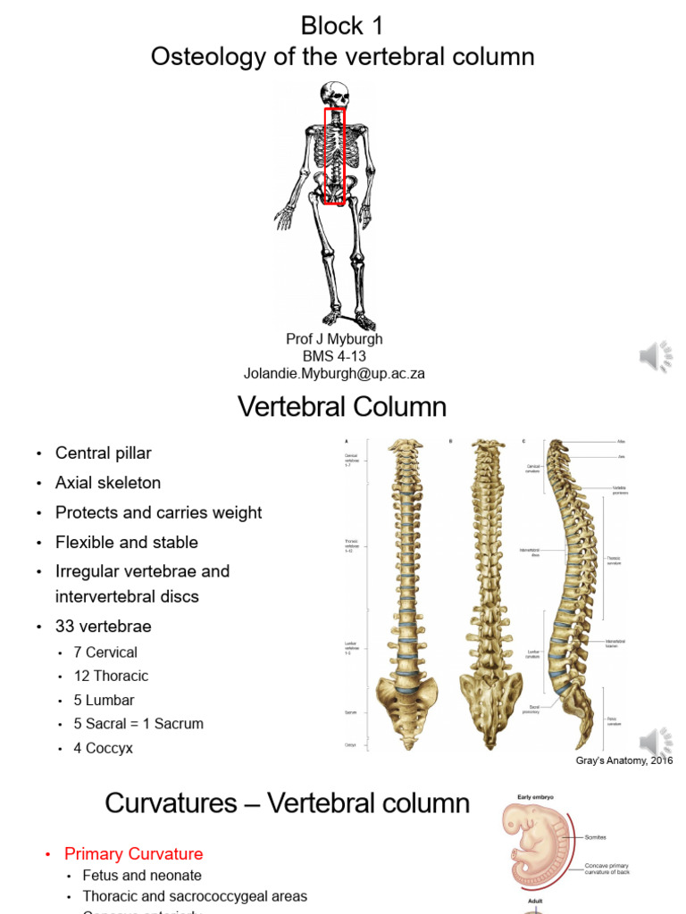 Osteology - Vertebral Column | PDF
