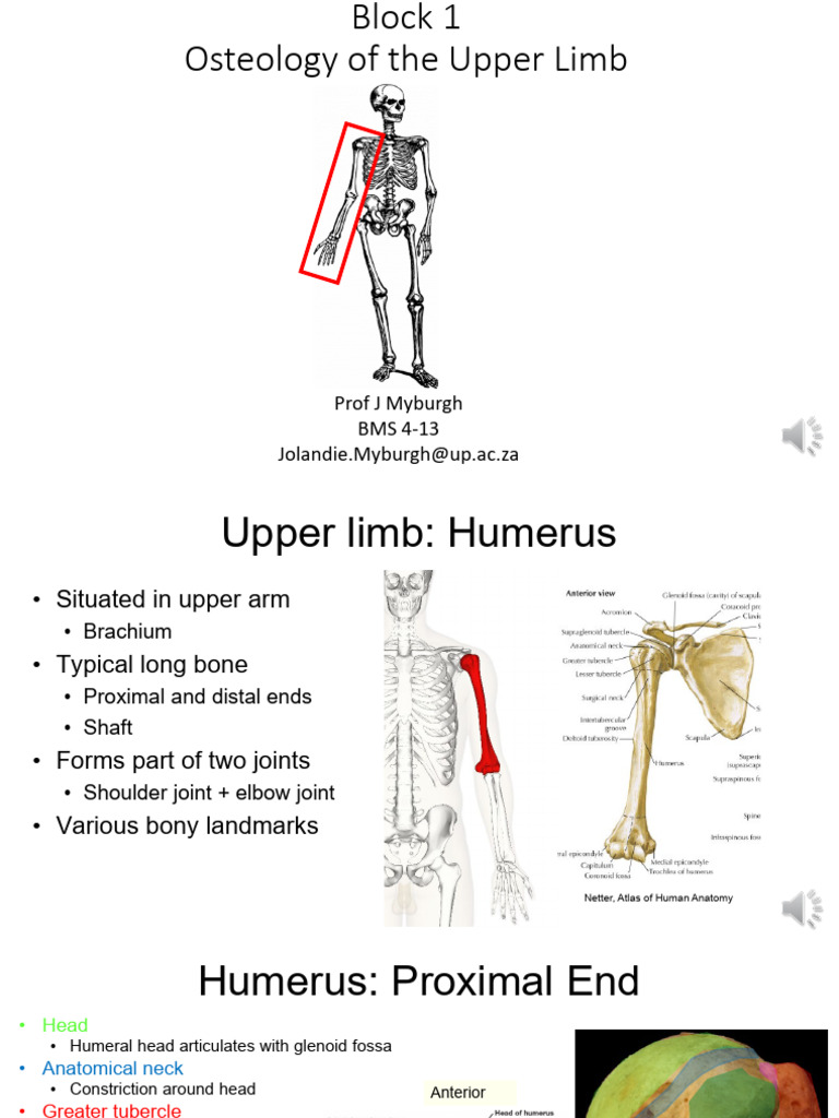 Osteology - Upper Limb | PDF