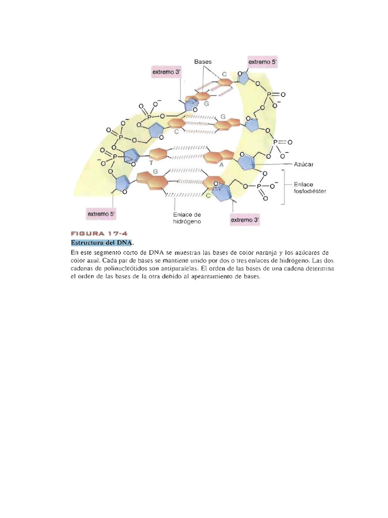 Estructura Del DNA | PDF