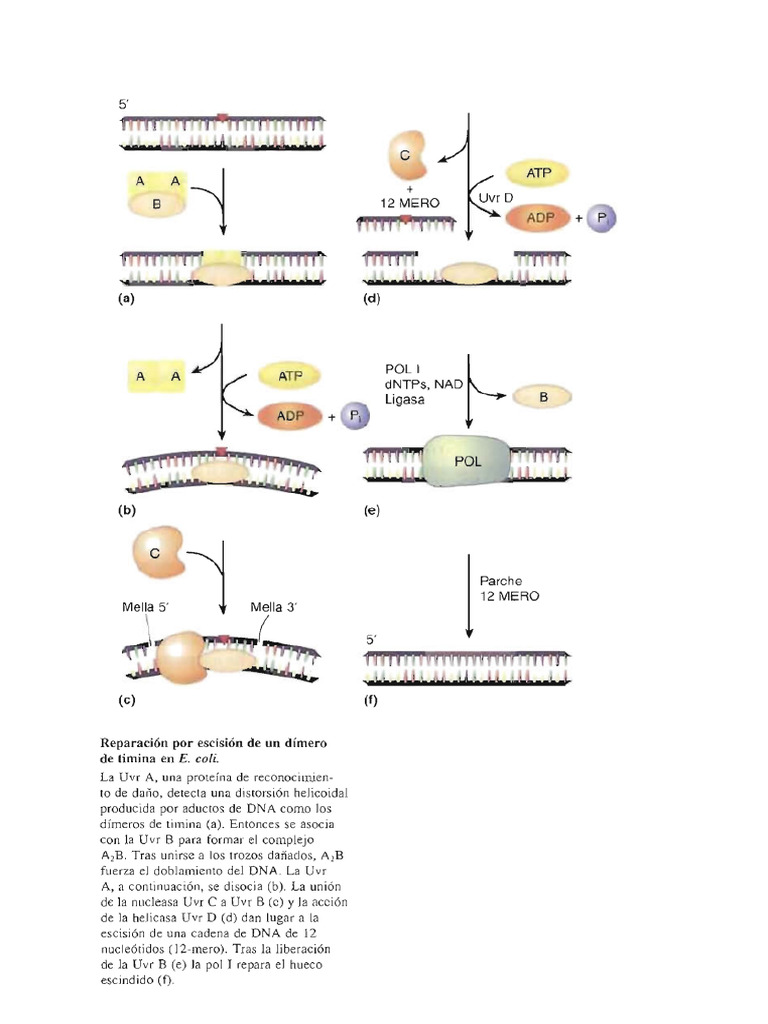 Reparación Por Escisión de Un Dímero de Timina en E. Coli. | PDF