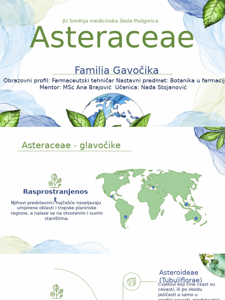 Asteraceae | PDF