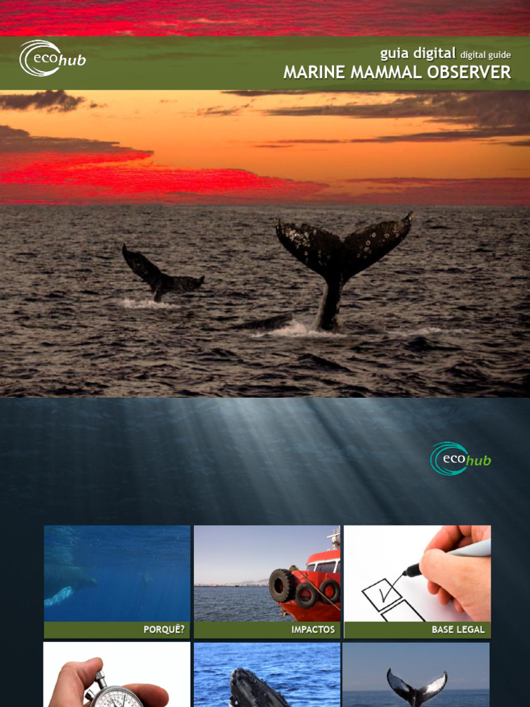 Mmo Digital Guide | PDF