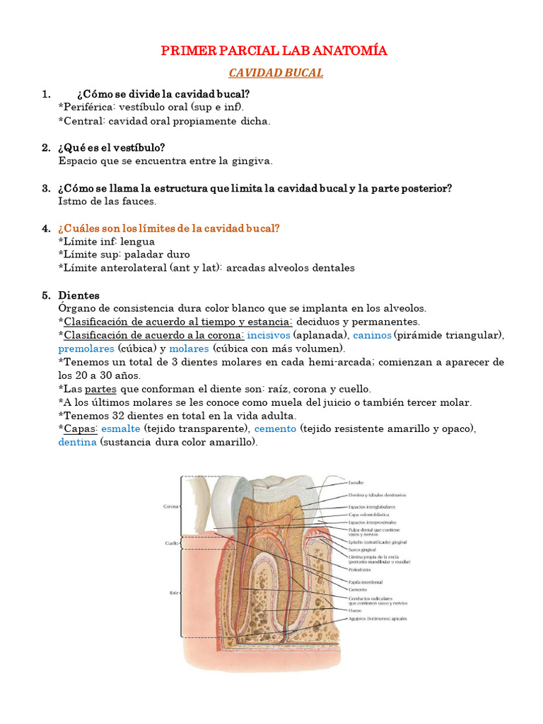 Primer Parcial Lab Anatomía Repaso Oficial | PDF