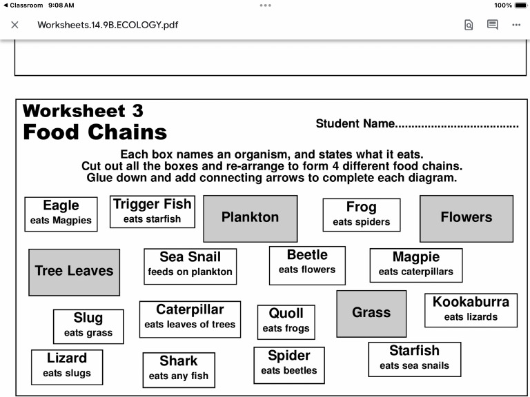 Food Chain | PDF