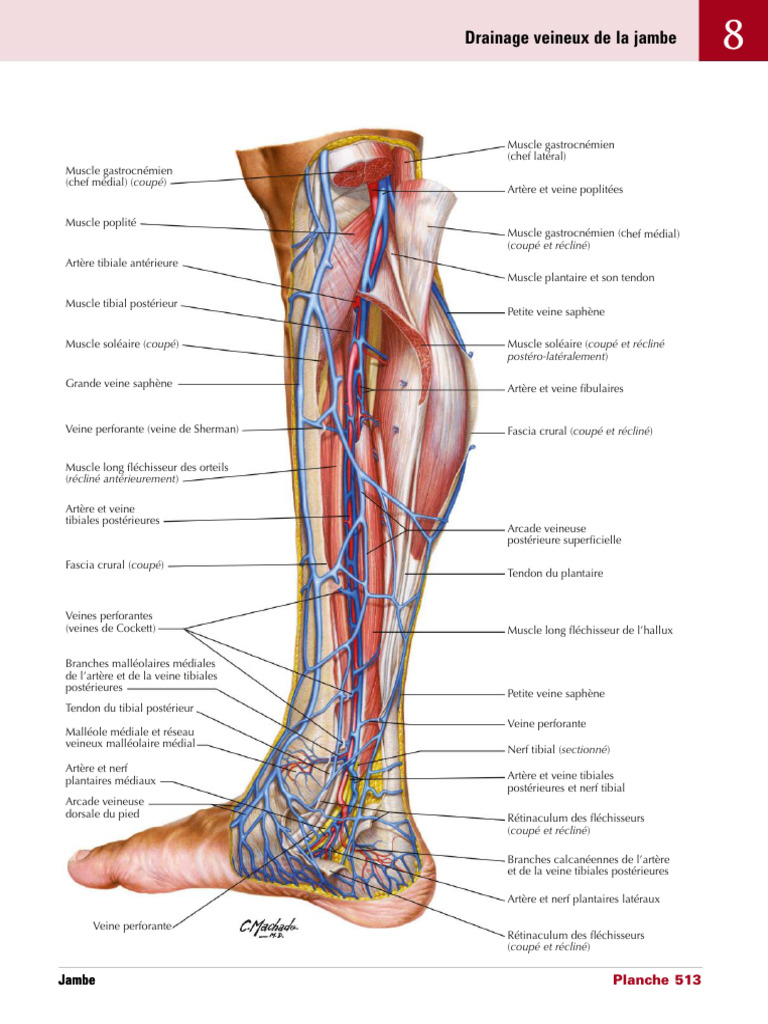 Drainage Veineux de La Jambe | PDF