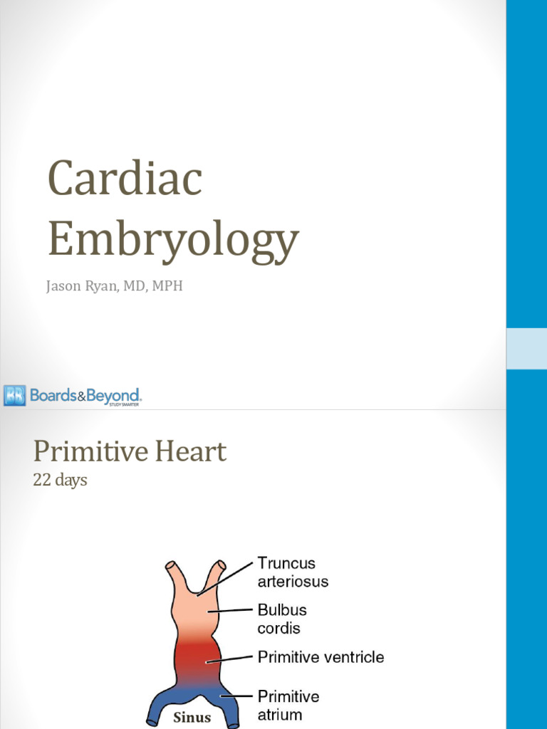 Cardiac Embryology Atf | PDF