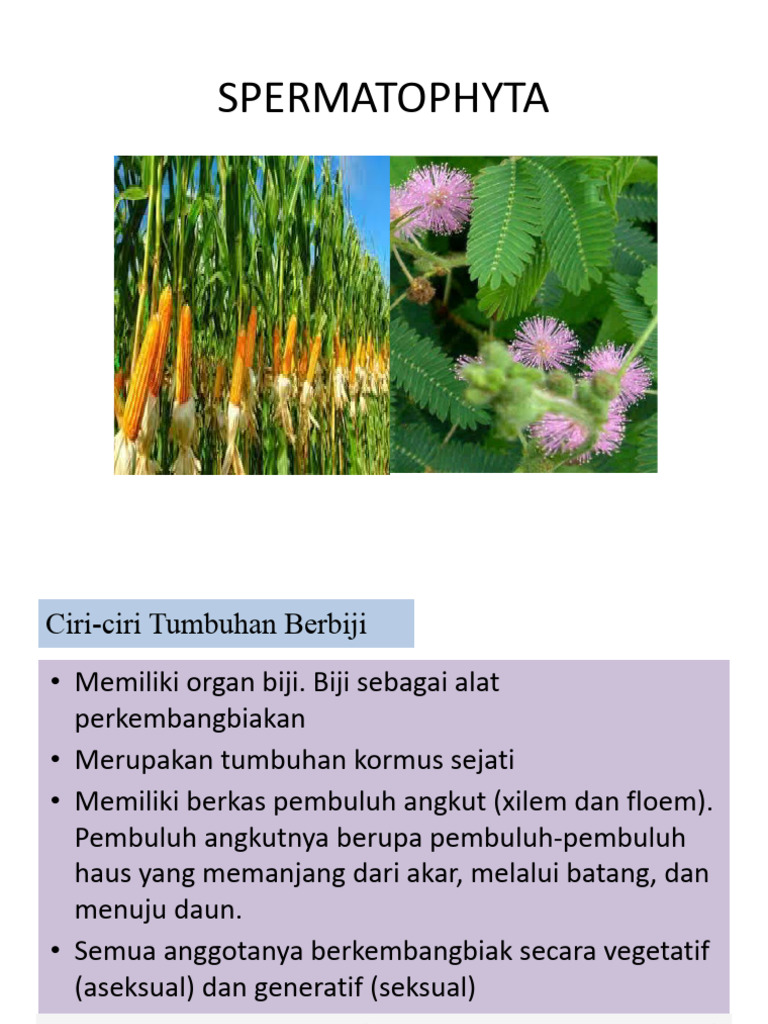 Spermatophyta pptx-1 | PDF