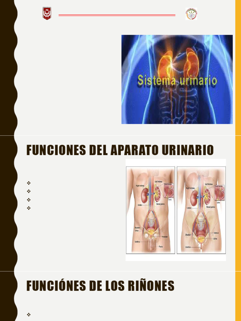 Sistema Excretor Urinario | PDF