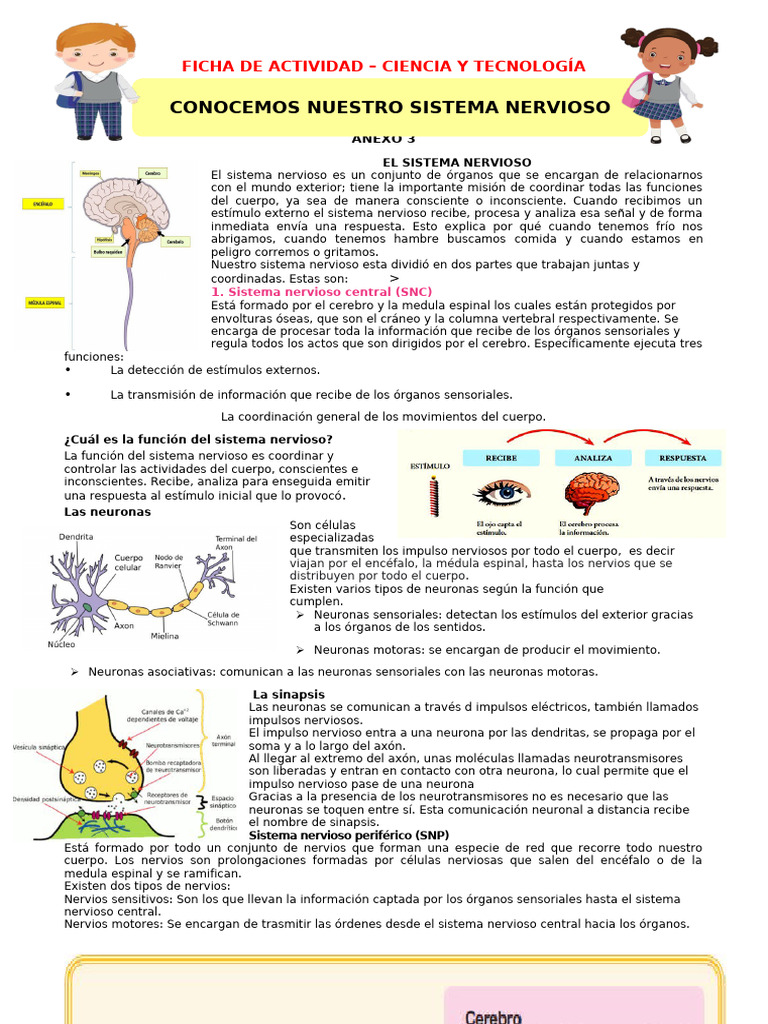 Ficha-09-05 - Cyt-Conocemos Nuestro Sistema Nervioso | PDF