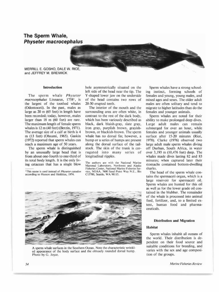 Sperm Whale | PDF