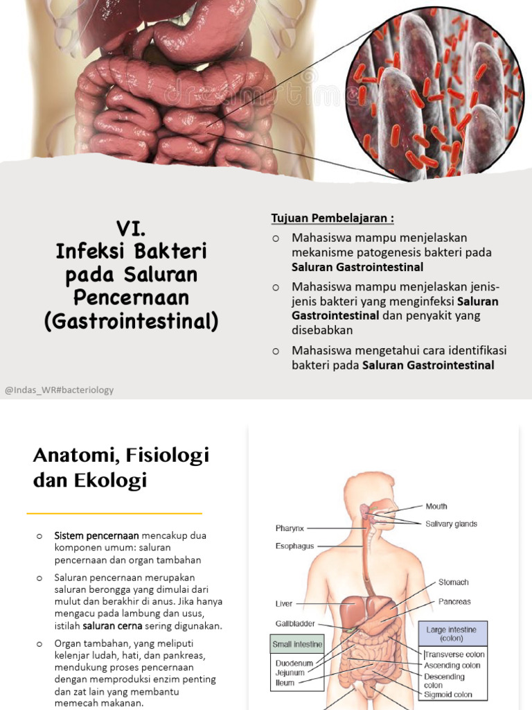 Materi Infeksi Bakteri Pada Pencernaan | PDF
