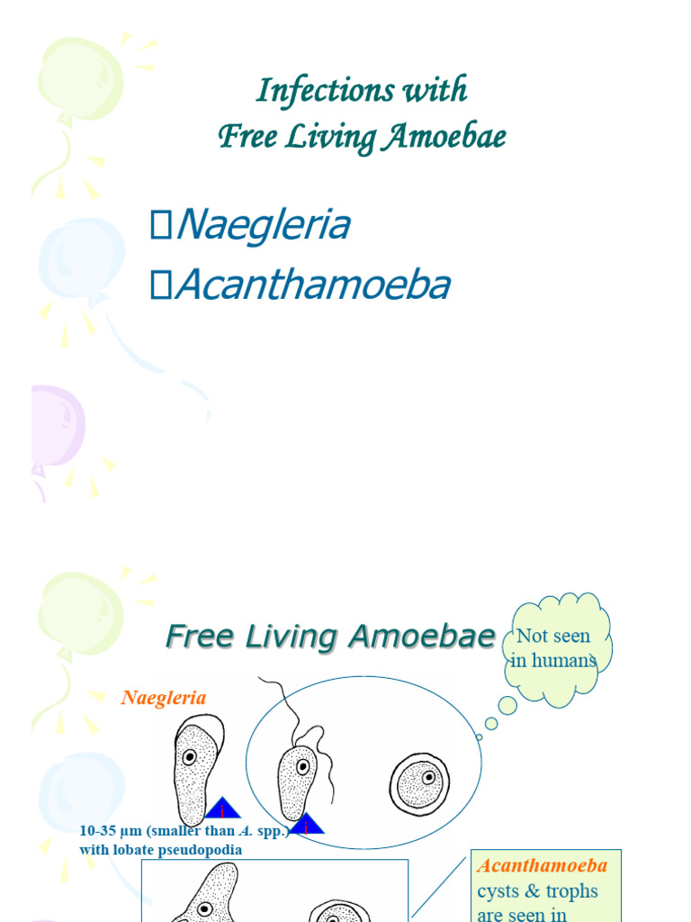 Free Living Amoeba | PDF