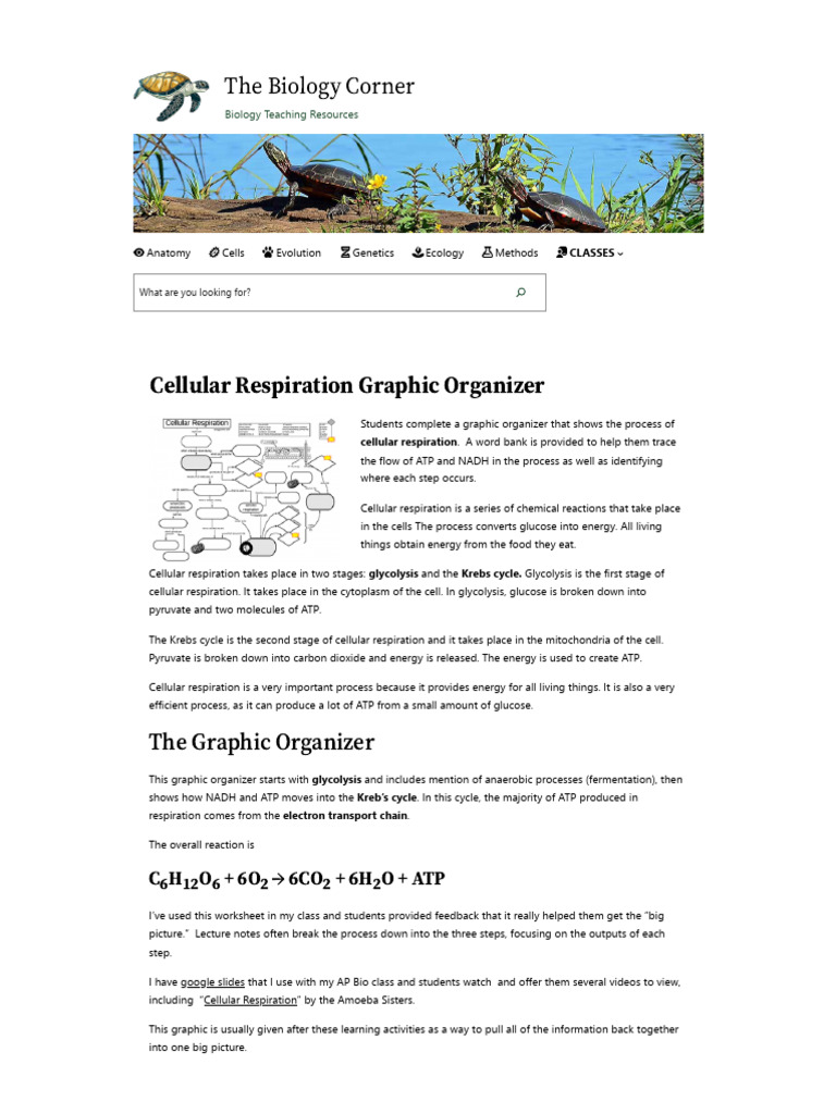 Cellular Respiration Graphic Organizer | PDF