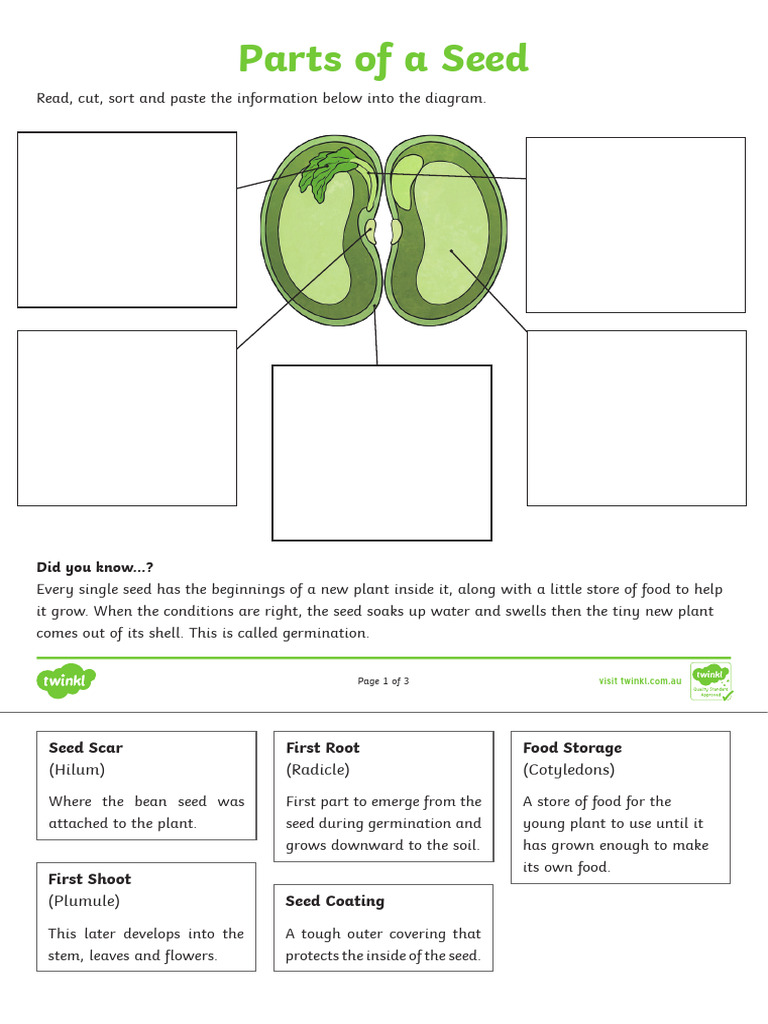 Au t2 S 1610 Parts of A Seed Activity Sheets Ver 1 | PDF