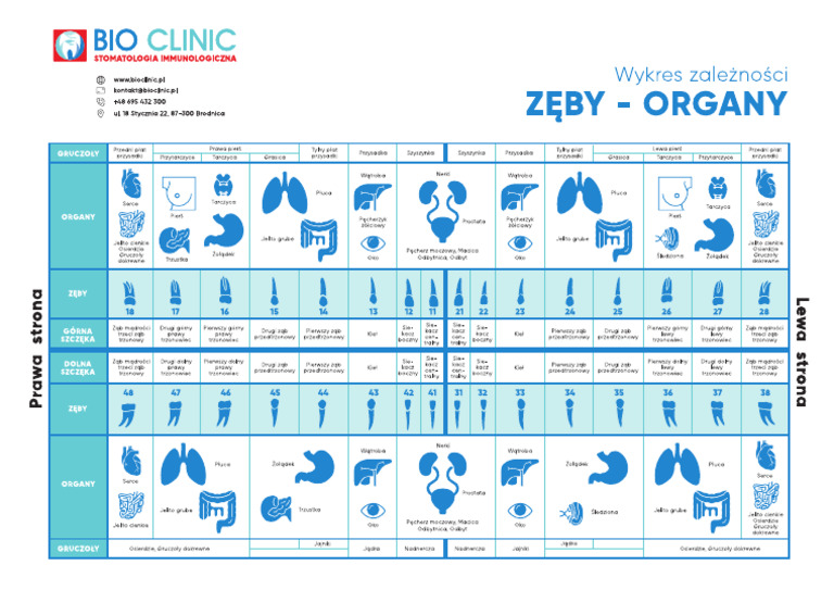 Bioclinic Zeby Organy | PDF