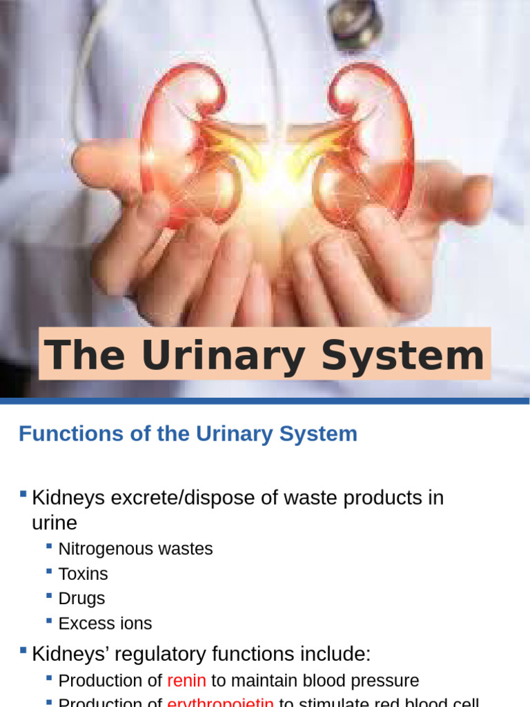 Chapter 15 The Urinary System | PDF | Kidney | Urinary System
