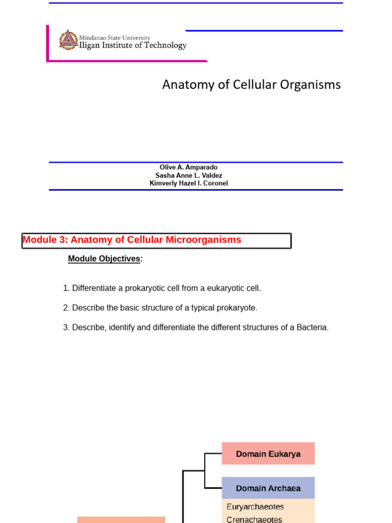 Module 3 Anatomy of Cellular Microorganisms | PDF