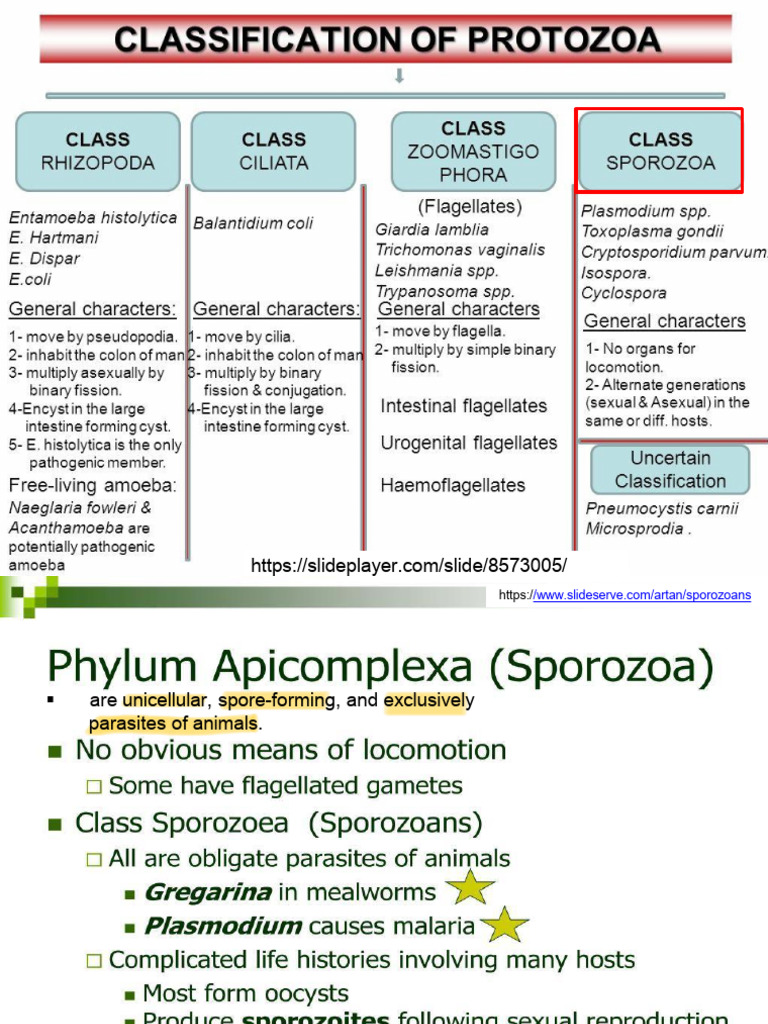 Protozoan-Sporozoans 6 | PDF