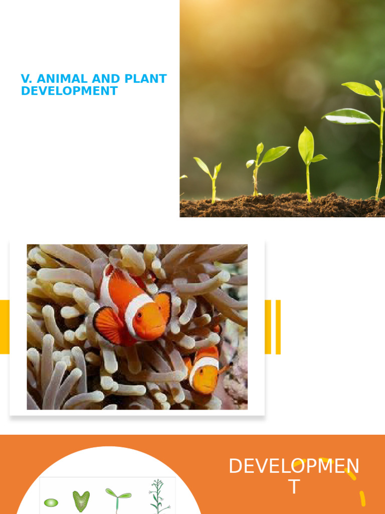 2 Male Repro System Animal and Plant Development | PDF